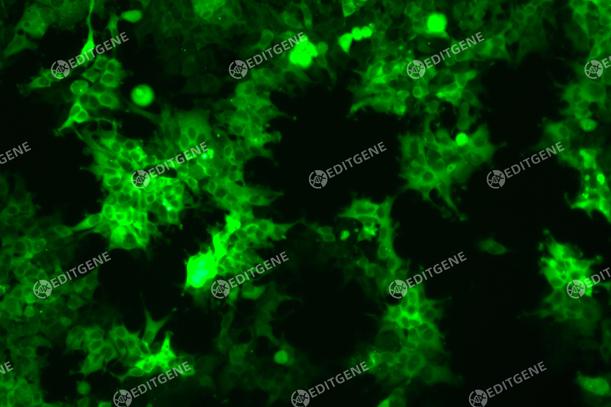 2v6.11 Green Fluorescent Protein Stable Cells – EDITGENE