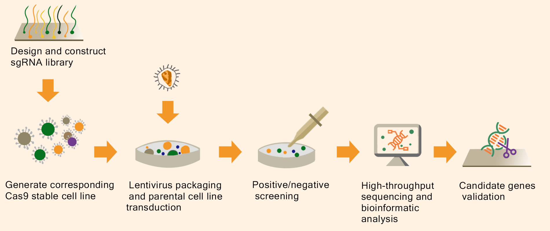 Service > CRISPR Screening library_CRISPR gene editing|CRISPR library ...